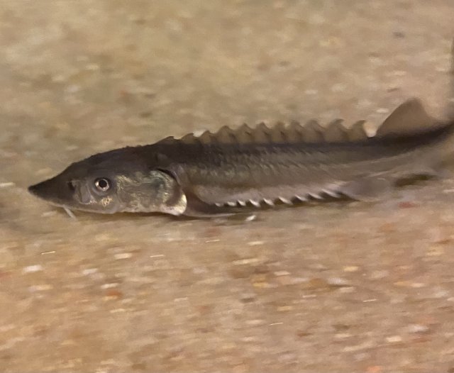Baby sturgeon ID | MonsterFishKeepers.com