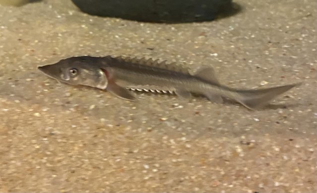 Baby sturgeon ID | MonsterFishKeepers.com