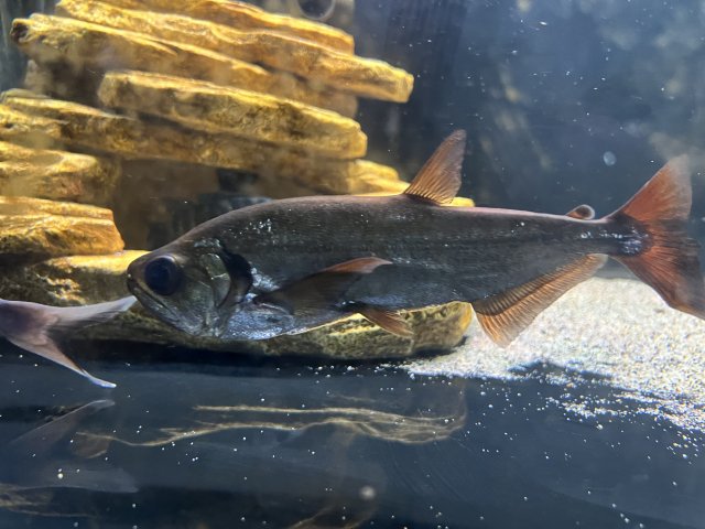 For Sale - Red tail payara | MonsterFishKeepers.com