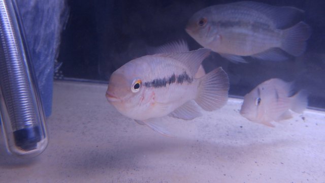 For Sale - Geophagus sveni, Krobia xinguensis cichlids and L397 plecos ...