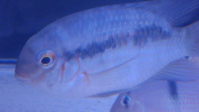 For Sale - Geophagus sveni, Krobia xinguensis cichlids and L397 plecos ...