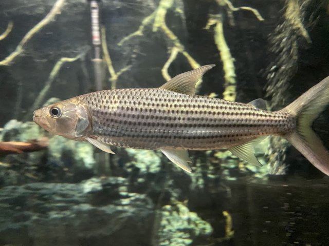 For Sale - ATF, SSB Jardini, Chinese Red Perch! | MonsterFishKeepers.com