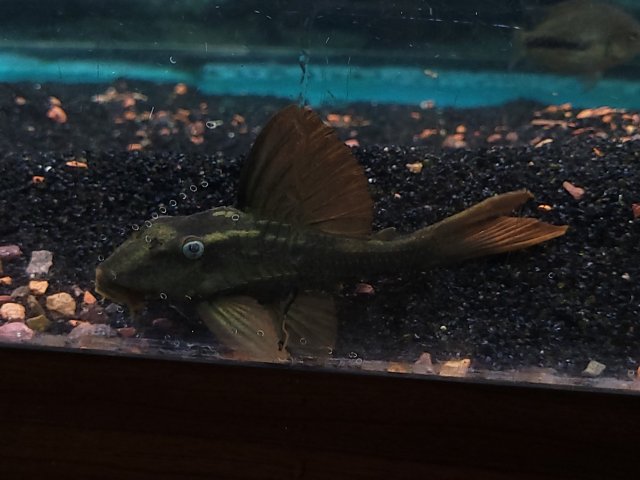 For Sale - L137 pleco and jaguar duckbill catfish | MonsterFishKeepers.com
