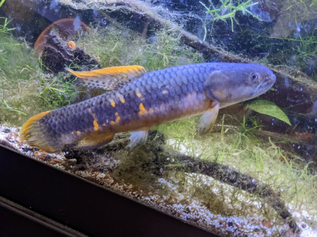 For Sale - Red Wolf Fish 6-8" | MonsterFishKeepers.com