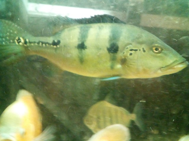 Azul Peacock Bass and xingu I pike cichlid?? | MonsterFishKeepers.com