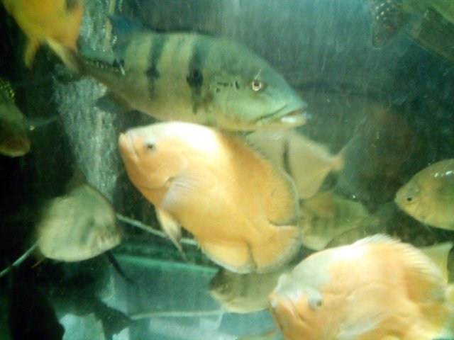 Azul Peacock Bass and xingu I pike cichlid?? | MonsterFishKeepers.com