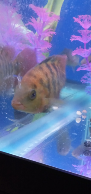For Sale - Female festae/red terror | MonsterFishKeepers.com
