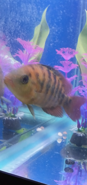 For Sale - Female festae/red terror | MonsterFishKeepers.com