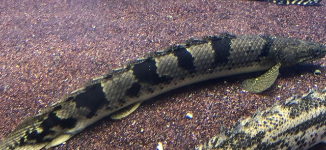 For Sale - bichirs | MonsterFishKeepers.com