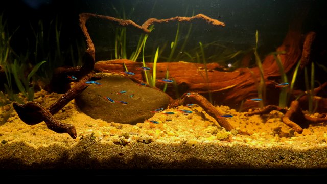 My new research project on Wild Neon tetras | MonsterFishKeepers.com