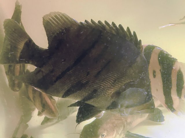 For Sale - Big Datnoids For sale | MonsterFishKeepers.com