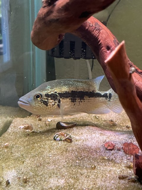 Male or Female Dovii | MonsterFishKeepers.com