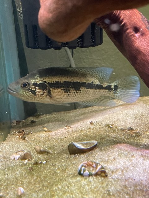 Male or Female Dovii | MonsterFishKeepers.com