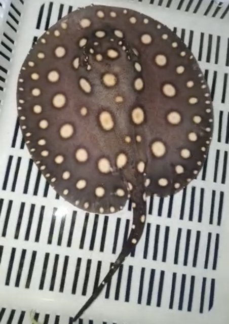Black diamond stingray | MonsterFishKeepers.com