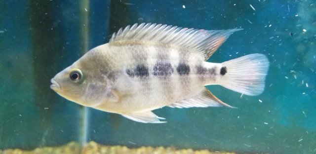 Amphilophus Chancho | MonsterFishKeepers.com