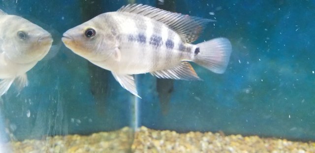 Amphilophus Chancho | MonsterFishKeepers.com