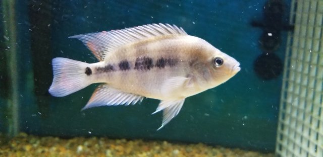 Amphilophus Chancho | MonsterFishKeepers.com