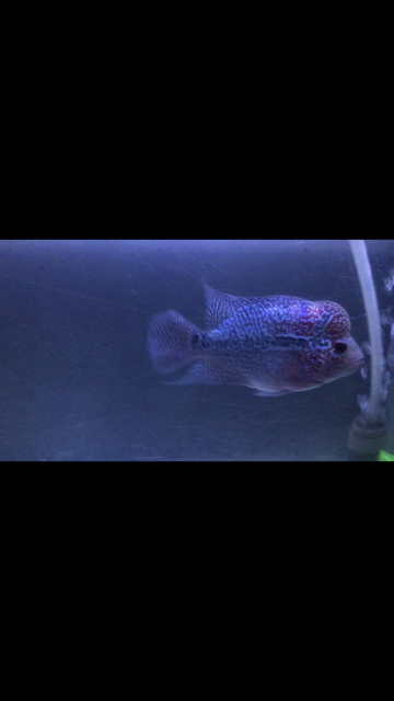 FlowerHorn kok | MonsterFishKeepers.com