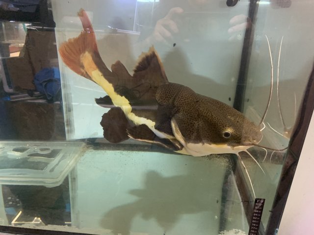 For Sale - Short body red tail catfish | MonsterFishKeepers.com