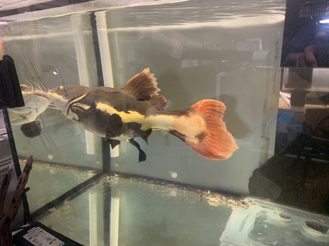 For Sale - Short body red tail catfish | MonsterFishKeepers.com