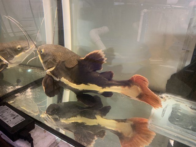 For Sale - Short body red tail catfish | MonsterFishKeepers.com