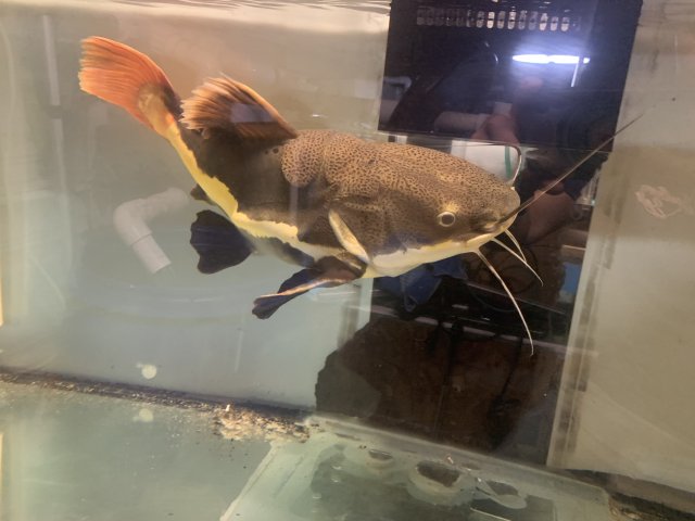 For Sale - Short body red tail catfish | MonsterFishKeepers.com