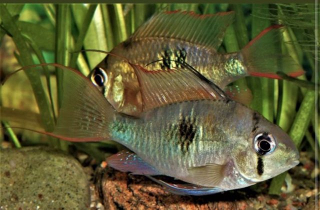 NEW RAM SPECIES | MonsterFishKeepers.com