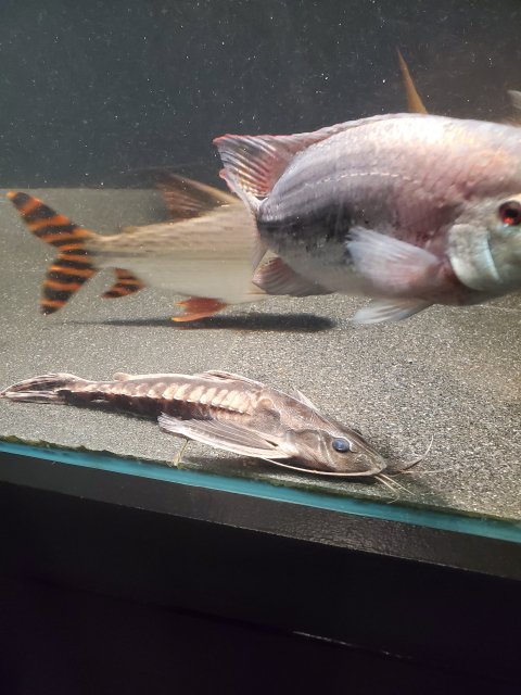 For Sale - 8" Irwini catfish | MonsterFishKeepers.com