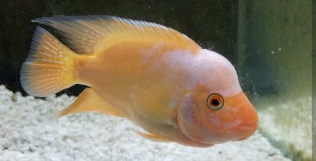 Midas cichlids from the ACA...Citrinellus and Chancho ...