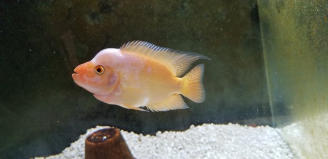 Midas cichlids from the ACA...Citrinellus and Chancho ...