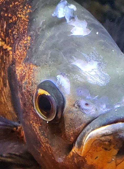 Battle Scars or Infection?? | MonsterFishKeepers.com