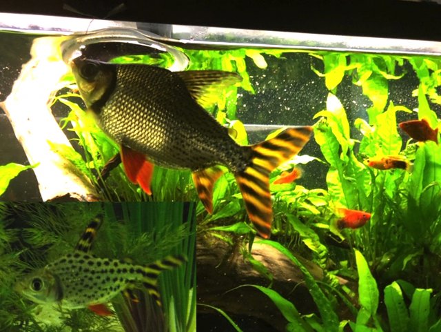 Red Flag tails | MonsterFishKeepers.com
