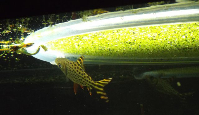 Red Flag tails | MonsterFishKeepers.com