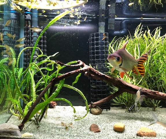 Red Flag tails | MonsterFishKeepers.com