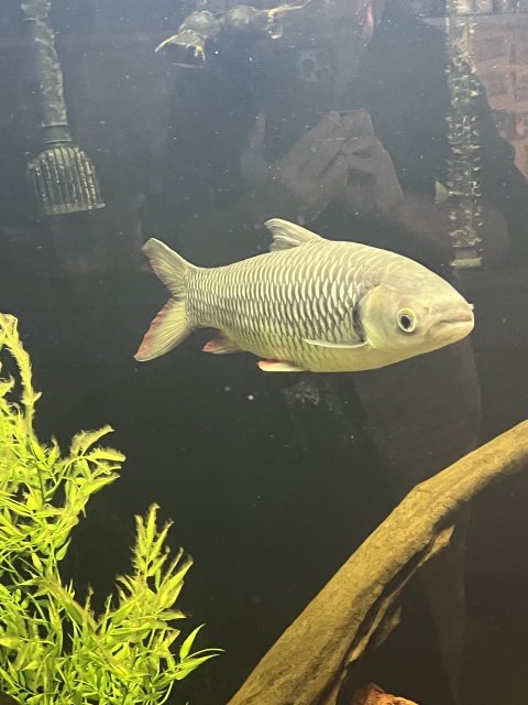 For Sale - Huge Cigar Shark | MonsterFishKeepers.com
