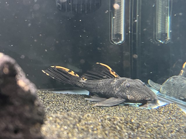 For Sale - L91 Pleco 8 inches | MonsterFishKeepers.com