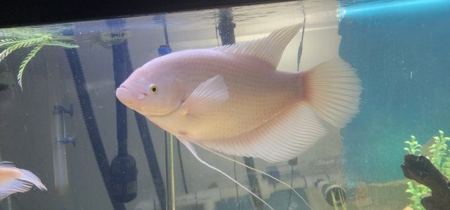 For Sale - Huge perfect giant groumi | MonsterFishKeepers.com