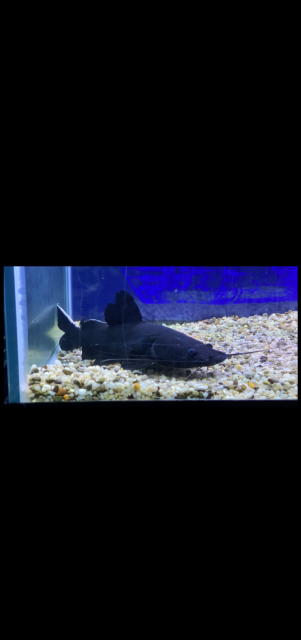For Sale - Wyckii catfish aka Crystal-eyed | MonsterFishKeepers.com