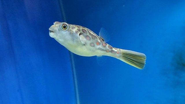 For Sale - Cross River Puffer | MonsterFishKeepers.com