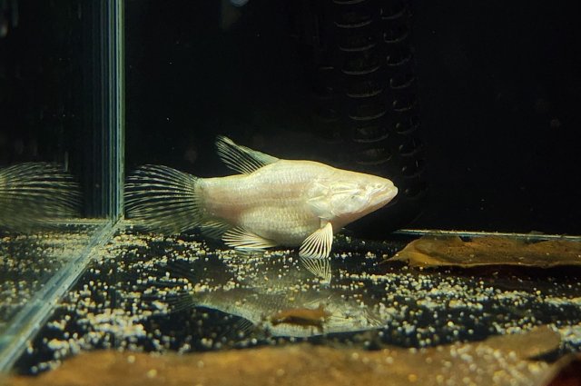 platinum Hoplias Malabaricus | MonsterFishKeepers.com