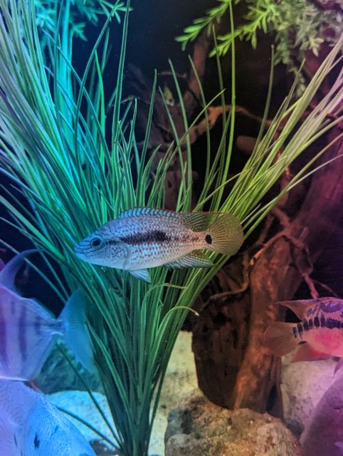 For Sale - Chiapaheros Grammodes for sale | MonsterFishKeepers.com