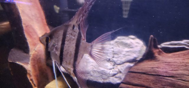 For Sale - Wild Peruvian Spotted Angelfish | MonsterFishKeepers.com