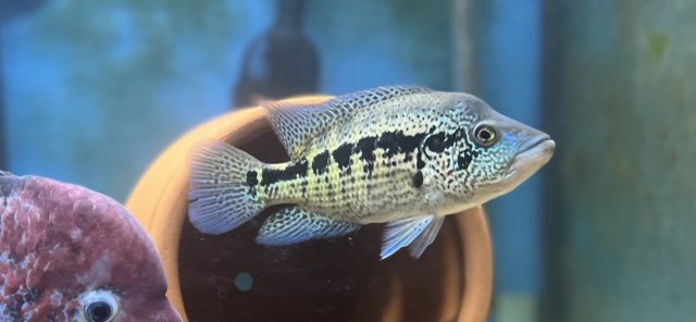 For Sale - Blue Dovii male | MonsterFishKeepers.com
