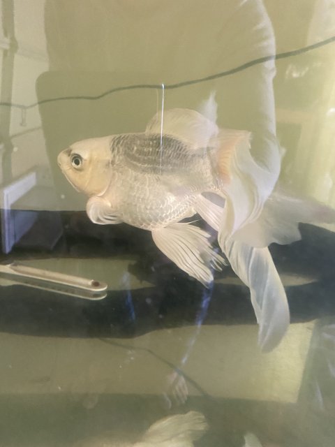 For Sale - Shortbody Platinum Koi | MonsterFishKeepers.com