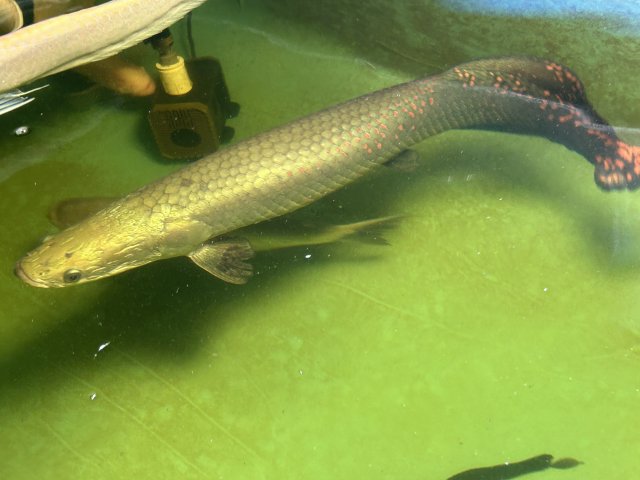 For Sale - Arapaima Pima | MonsterFishKeepers.com