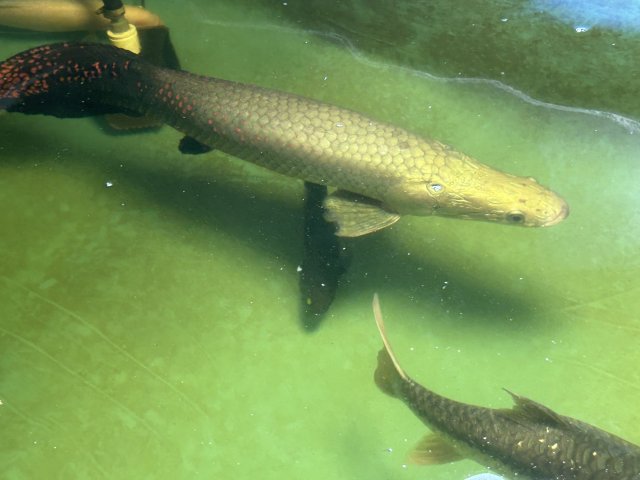 For Sale - Arapaima Pima | MonsterFishKeepers.com