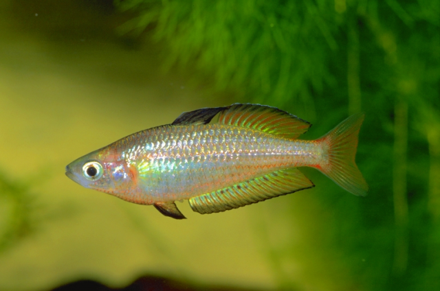 Show your rare fish | MonsterFishKeepers.com