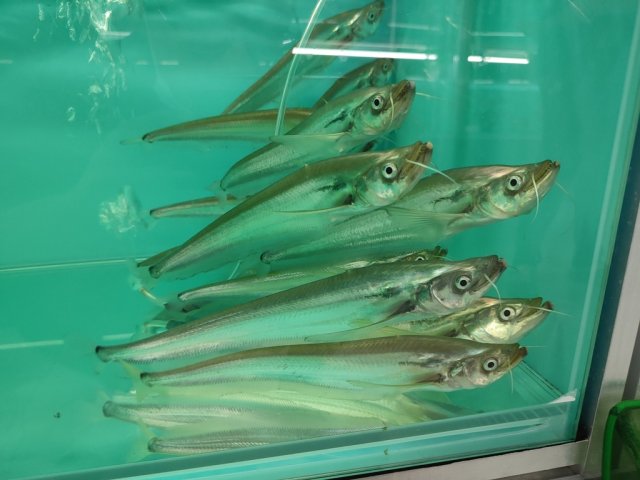 Rare catfish spotted at LFS | MonsterFishKeepers.com