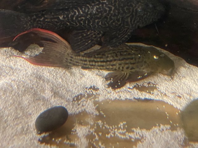 For Sale - 7 inch L24 | MonsterFishKeepers.com
