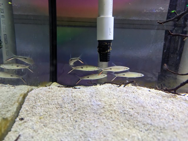 For Sale - Tetragonopterus Argenteus, Hemiodus Gracilis ...